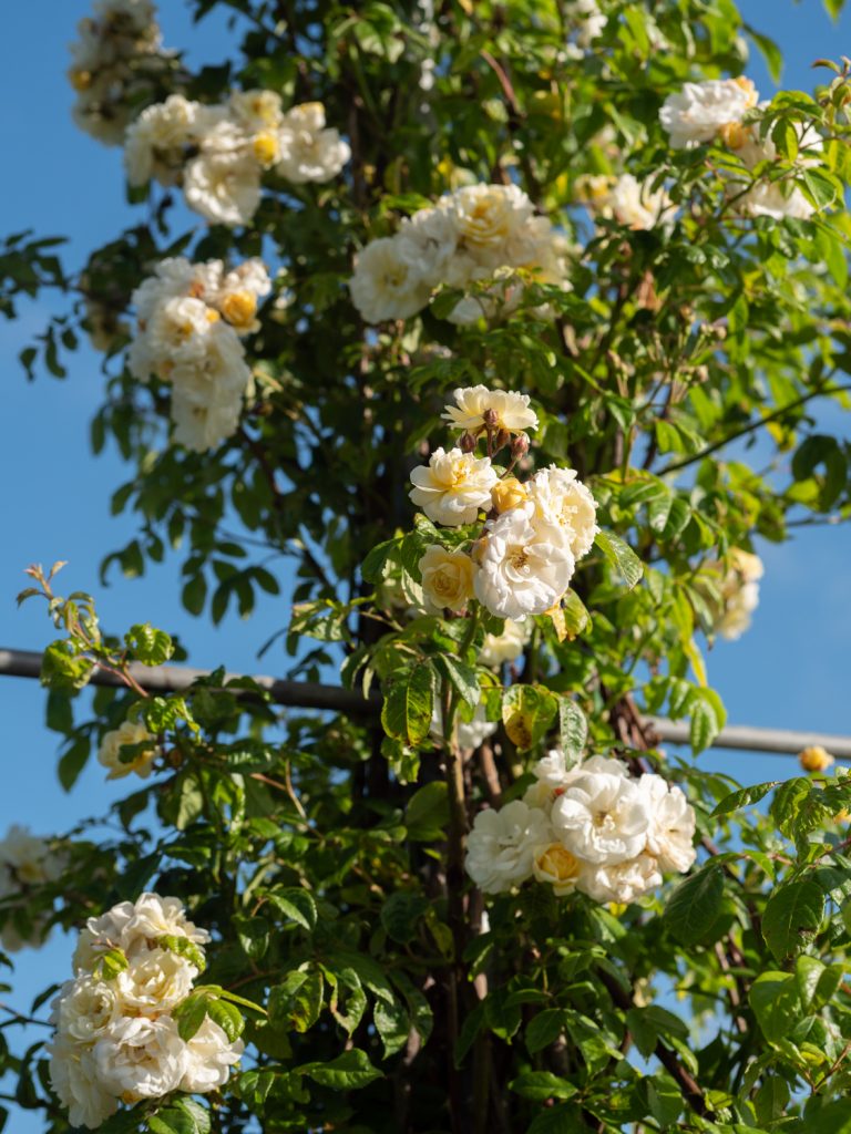 Aglaia - Historische Rosen Schütt