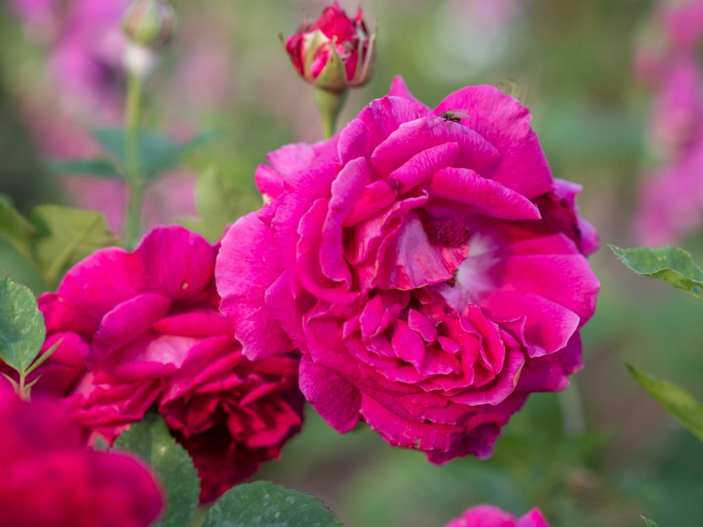 Alfred Colomb - Historische Rosen Schütt