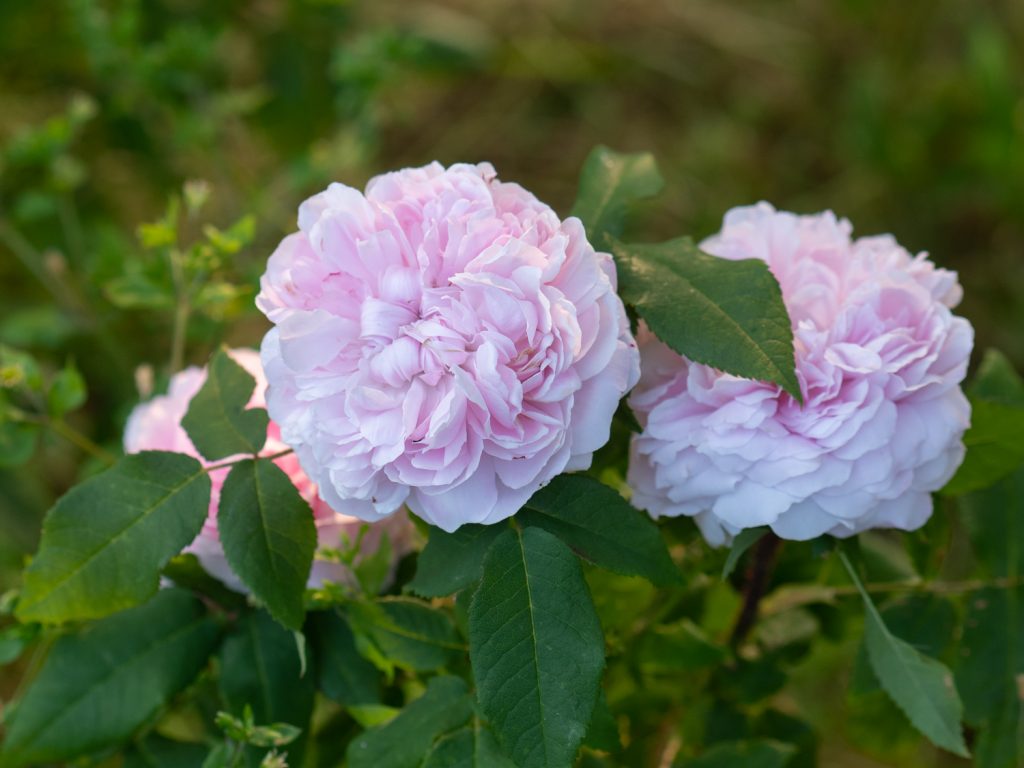 Astrid Lindgren Historische Rosen Sch tt