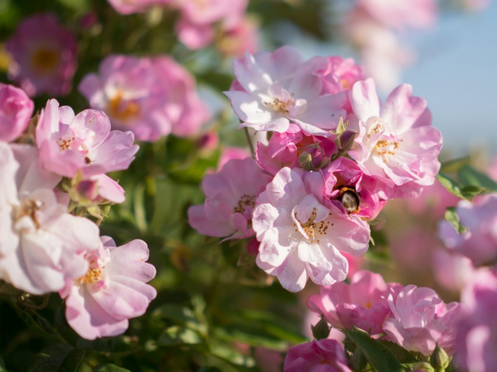 Blush Rambler - Historische Rosen Schütt