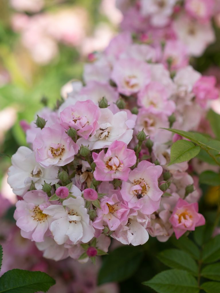 Blush Rambler - Historische Rosen Schütt