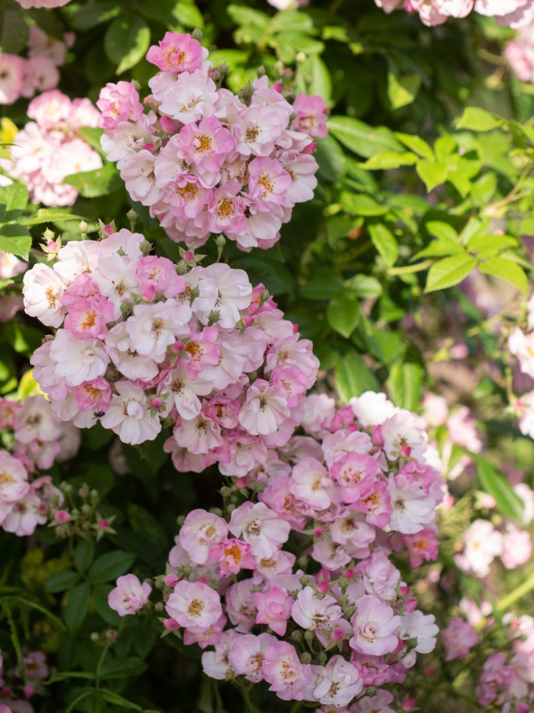 Blush Rambler - Historische Rosen Schütt