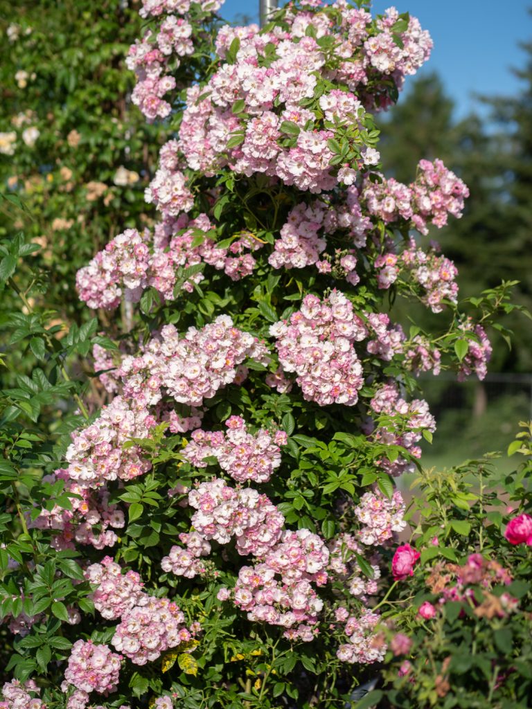 Blush Rambler - Historische Rosen Schütt