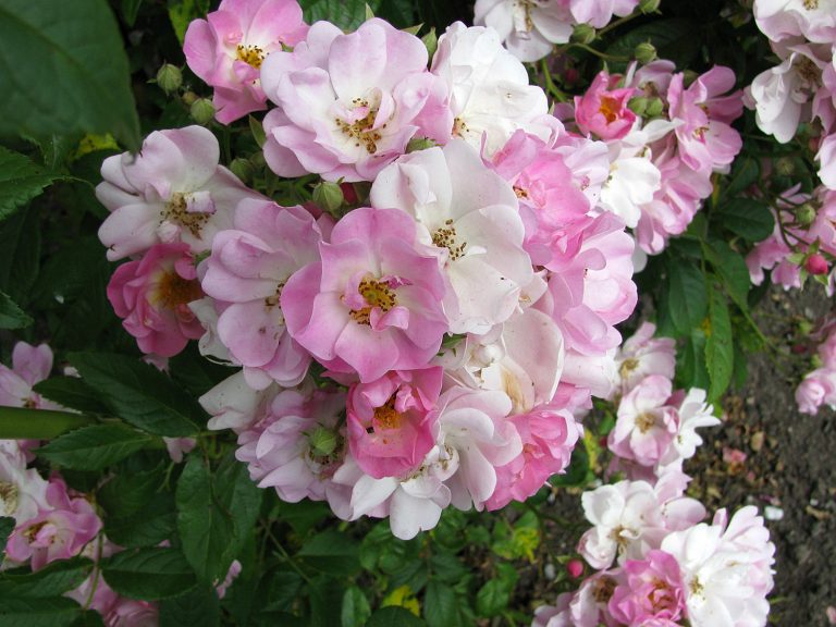 Blush Rambler - Historische Rosen Schütt