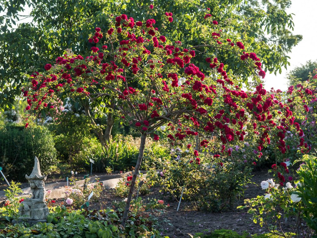 Chevy Chase - Historische Rosen Schütt