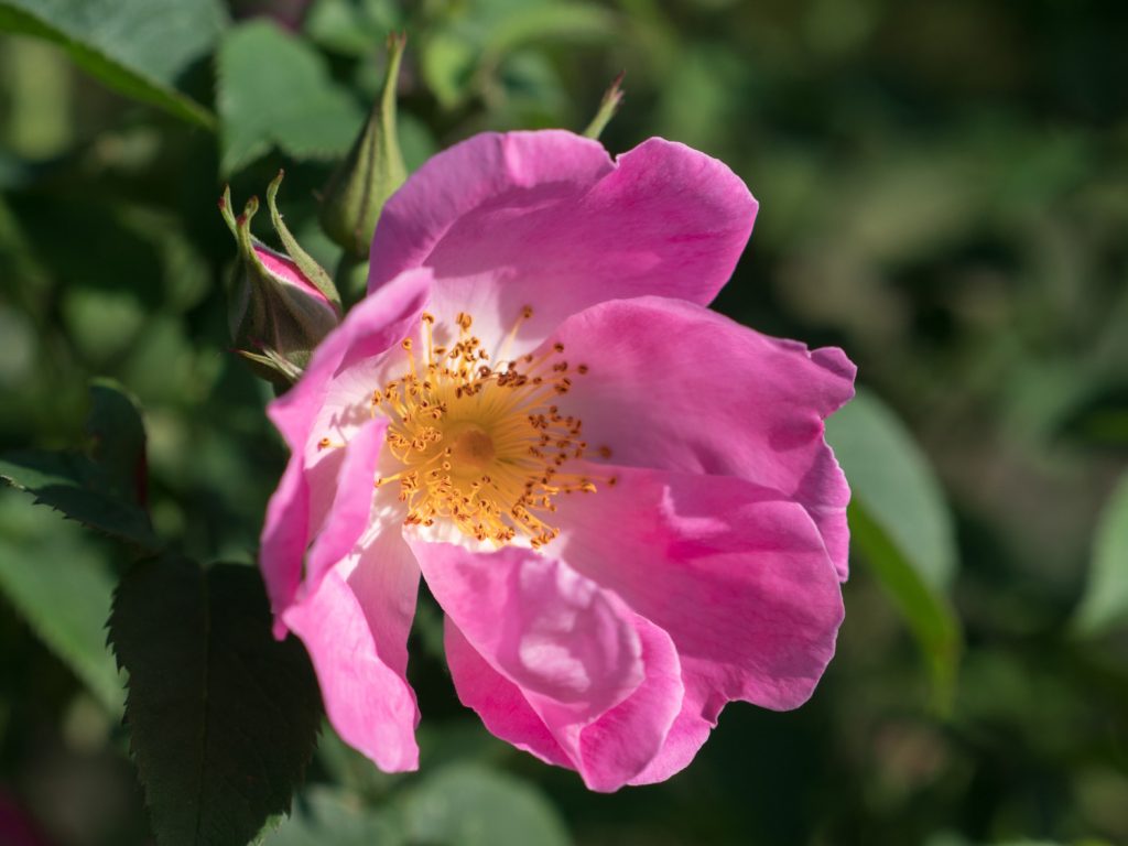 Complicata - Historische Rosen Schütt