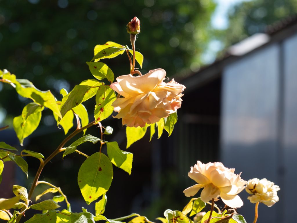 Desprez à Fleurs Jaunes - Historische Rosen Schütt
