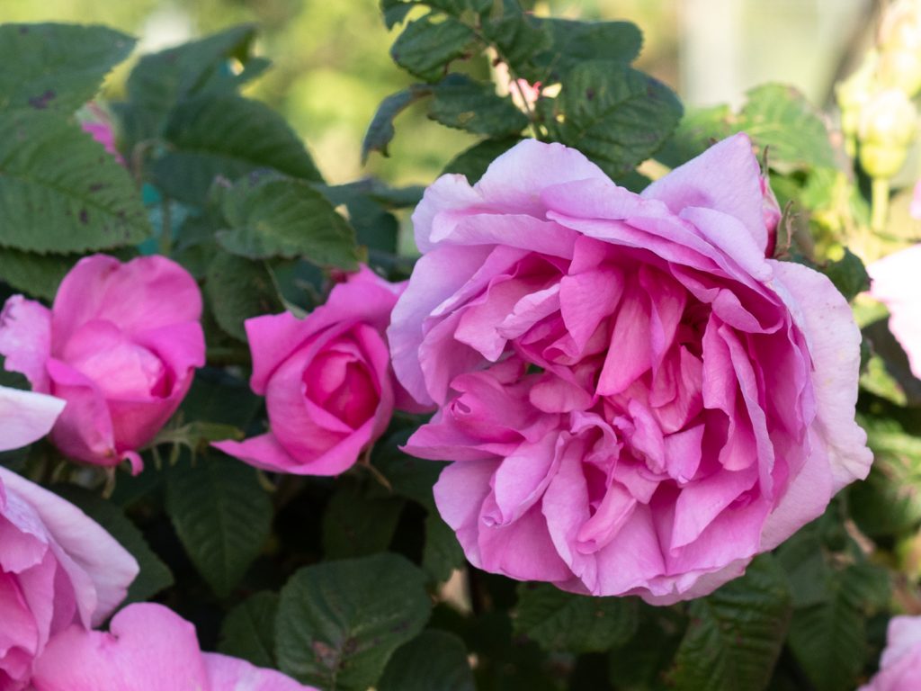 Empress Josephine - Historische Rosen Schütt