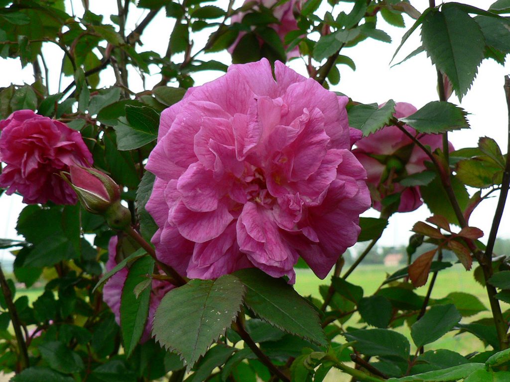 Inermis Morletii - Historische Rosen Schütt