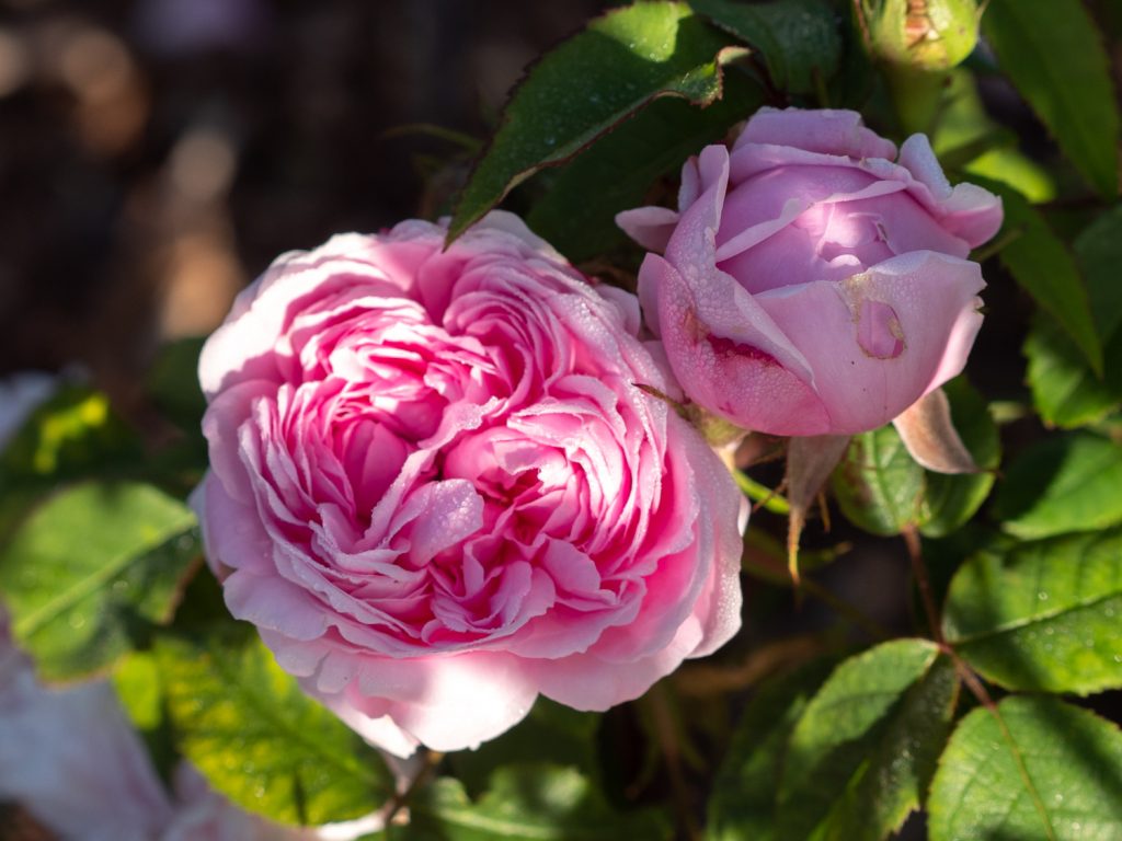 Jacques Cartier - Historische Rosen Schütt