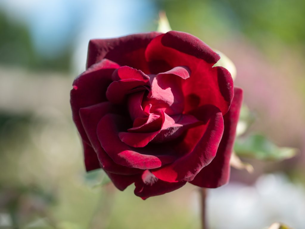 Louis XIV - Historische Rosen Schütt