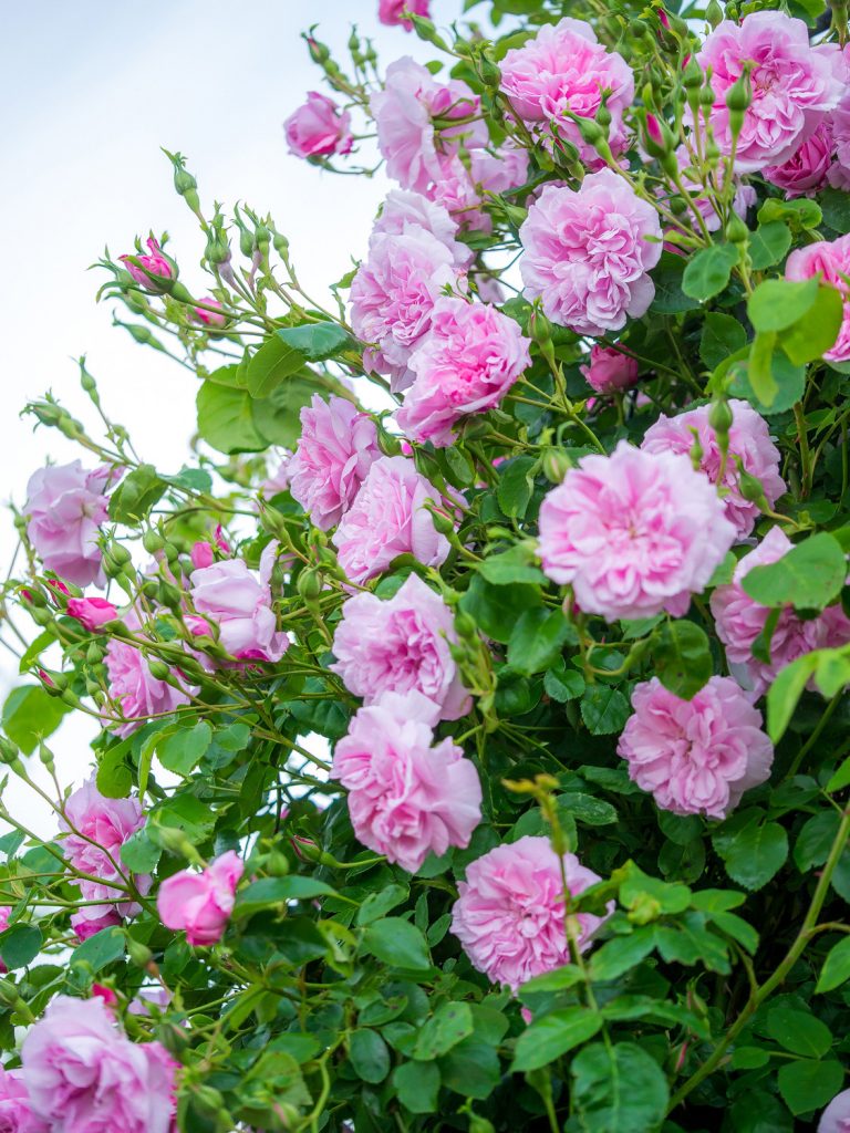 May Queen - Historische Rosen Schütt