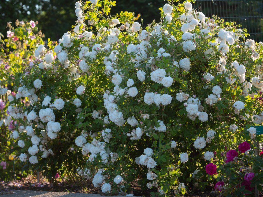 Mme. Plantier - Historische Rosen Schütt