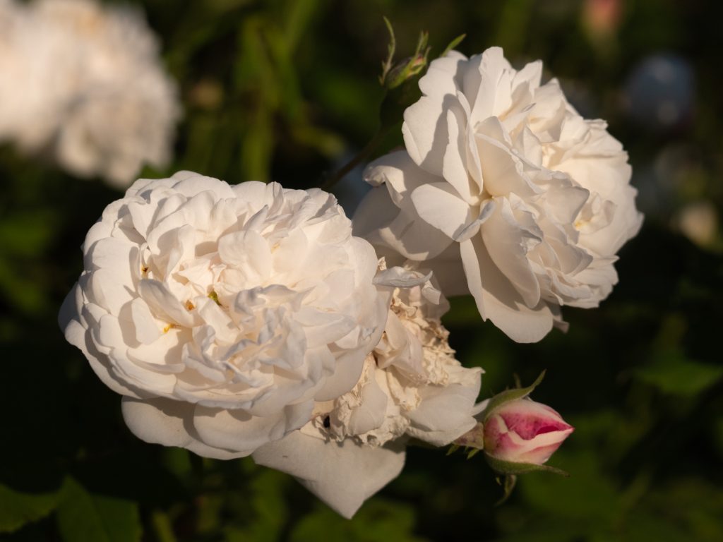 Mme. Plantier - Historische Rosen Schütt