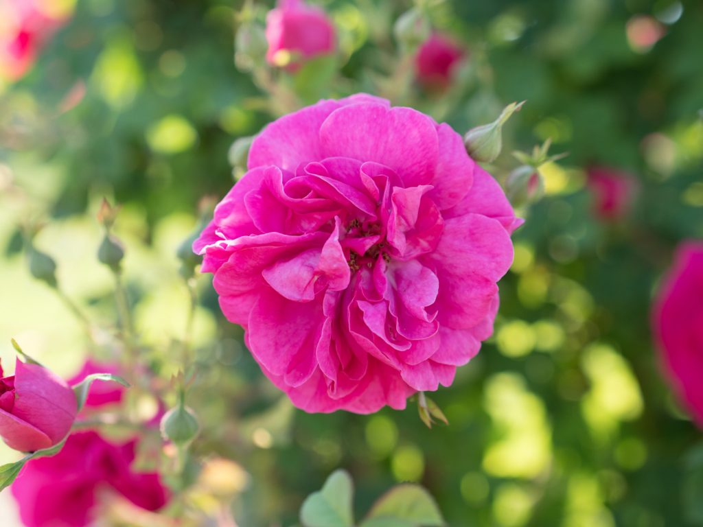 Rosa Cerise Bouquet - Historische Rosen Schütt