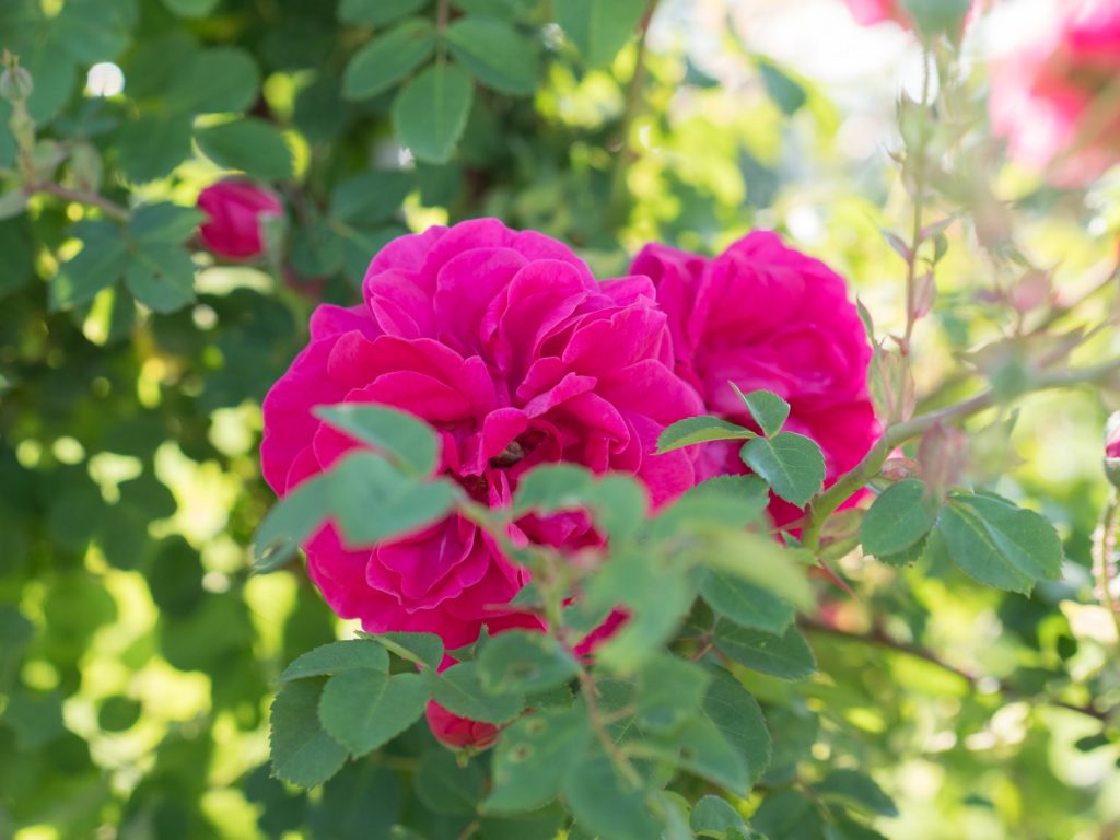 Rosa Cerise Bouquet - Historische Rosen Schütt