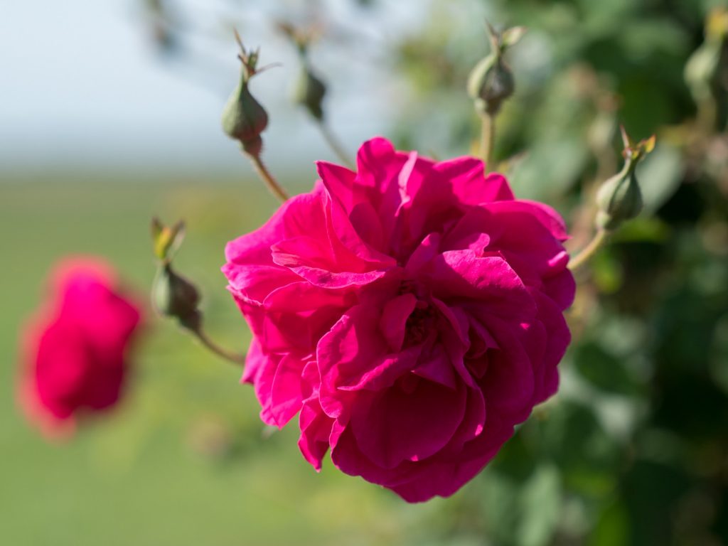 Rosa Cerise Bouquet - Historische Rosen Schütt