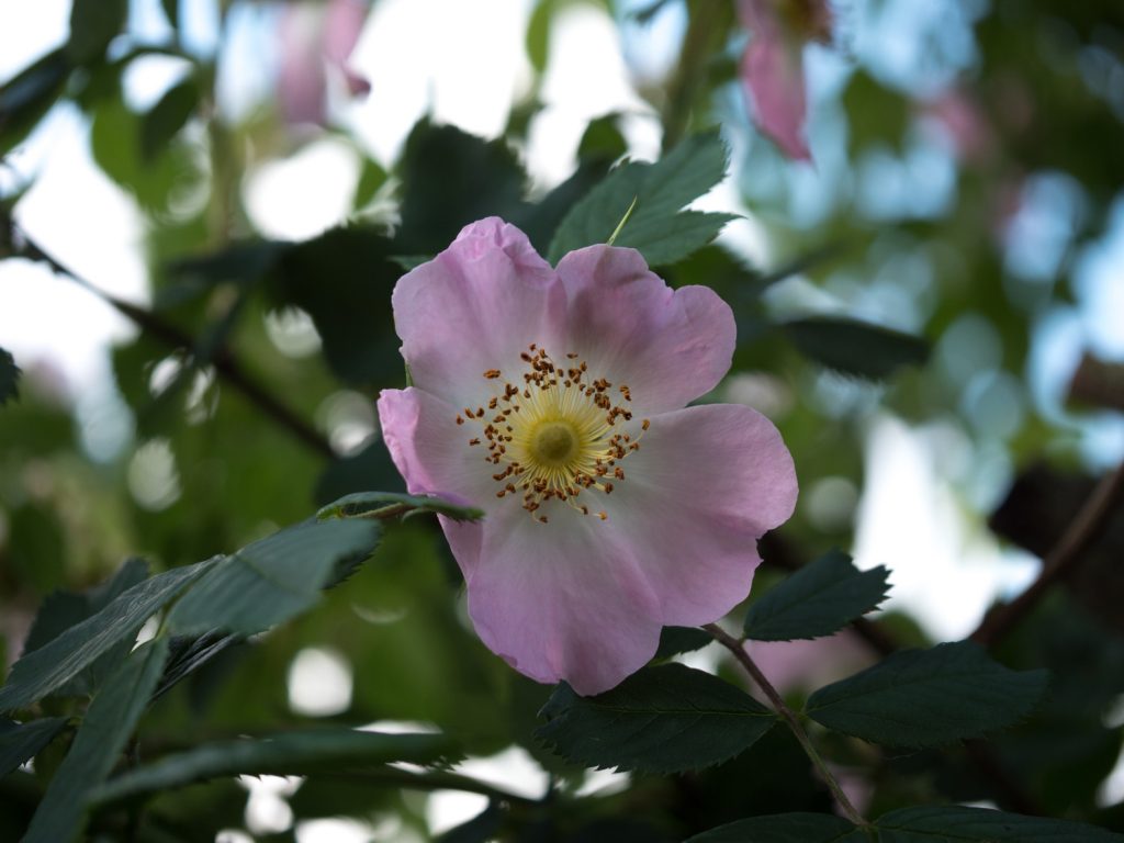 Rosa PiRo 3 - Historische Rosen Schütt