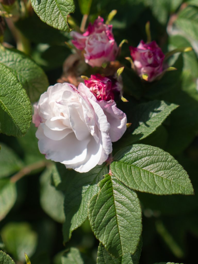 Rosa rugosa Louise Bugnet - Historische Rosen Schütt