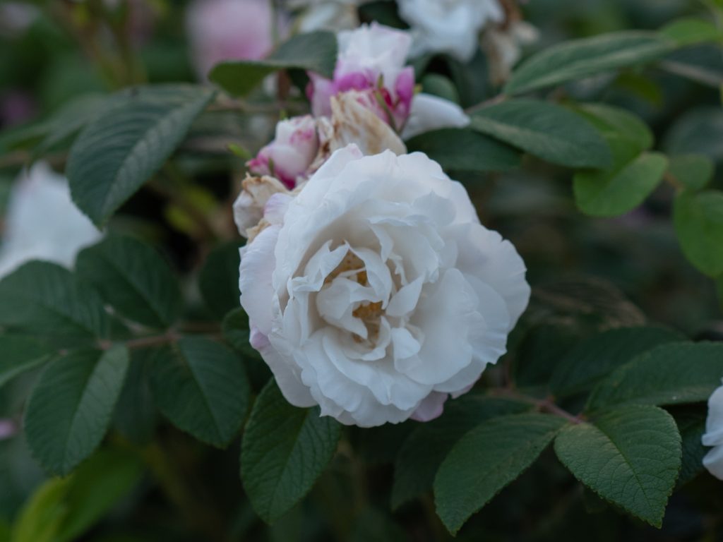 Rosa rugosa Louise Bugnet - Historische Rosen Schütt