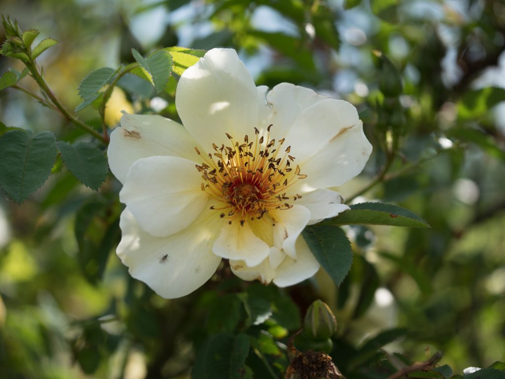 Rosa spinosissima Aicha - Historische Rosen Schütt
