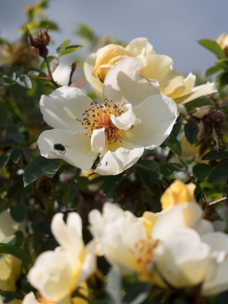 Rosa spinosissima Aicha - Historische Rosen Schütt