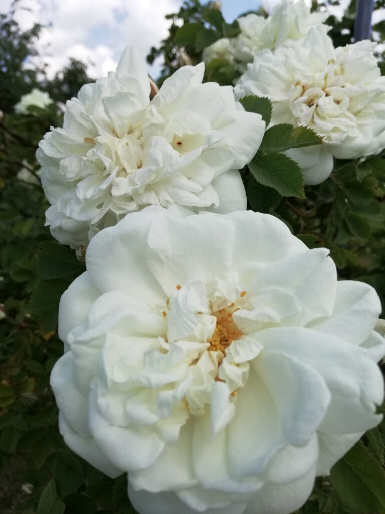 Rosa spinosissima Karl Förster - Historische Rosen Schütt