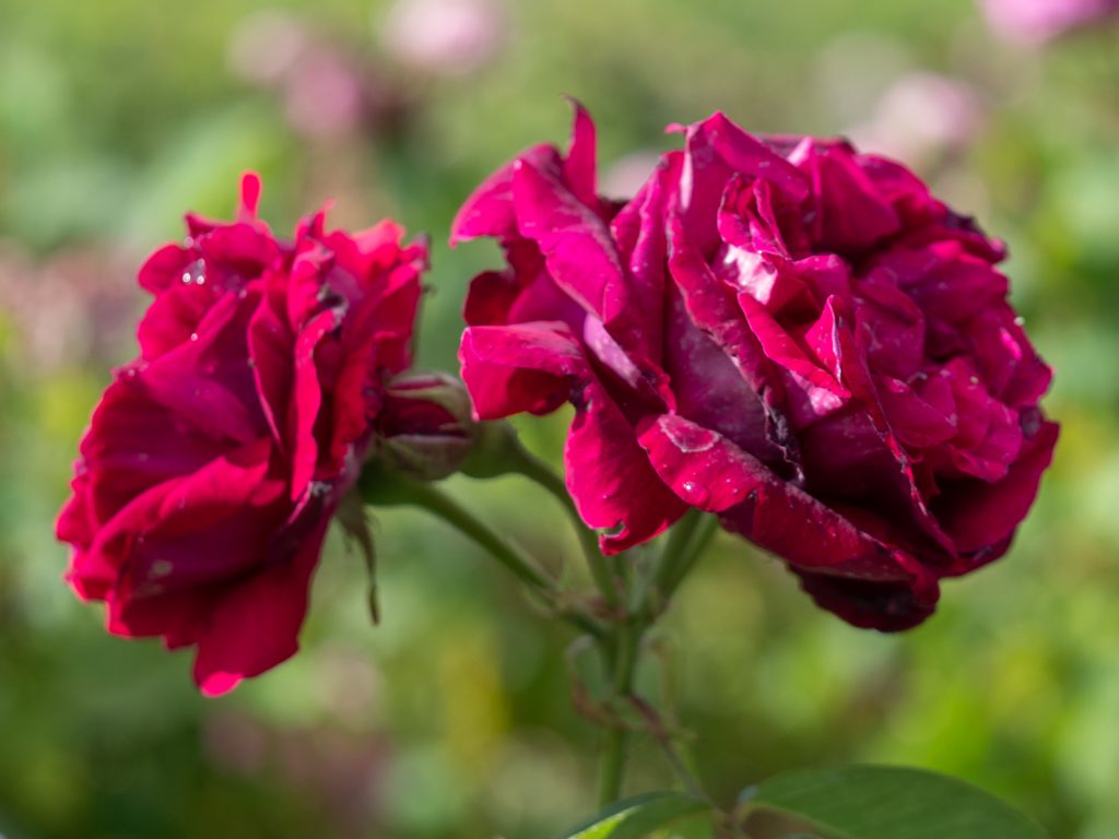 Rose du Roi á Fleurs Pourpres - Historische Rosen Schütt