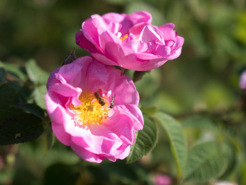 St. Nicholas - Historische Rosen Schütt