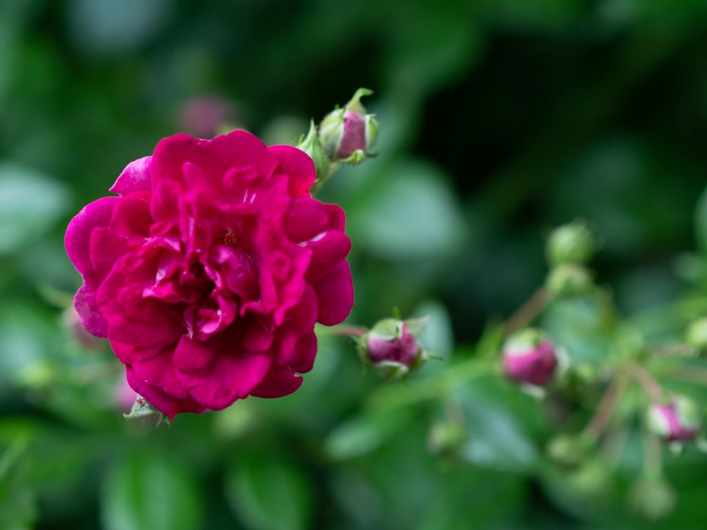 Super Excelsa - Historische Rosen Schütt