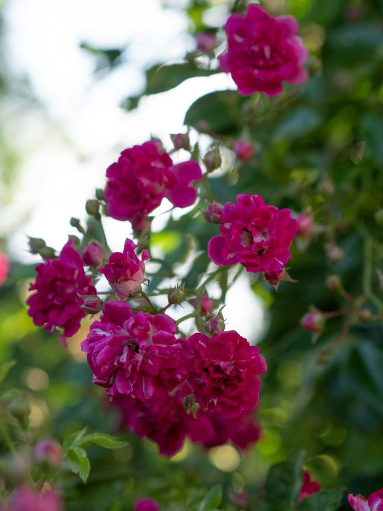 Super Excelsa - Historische Rosen Schütt