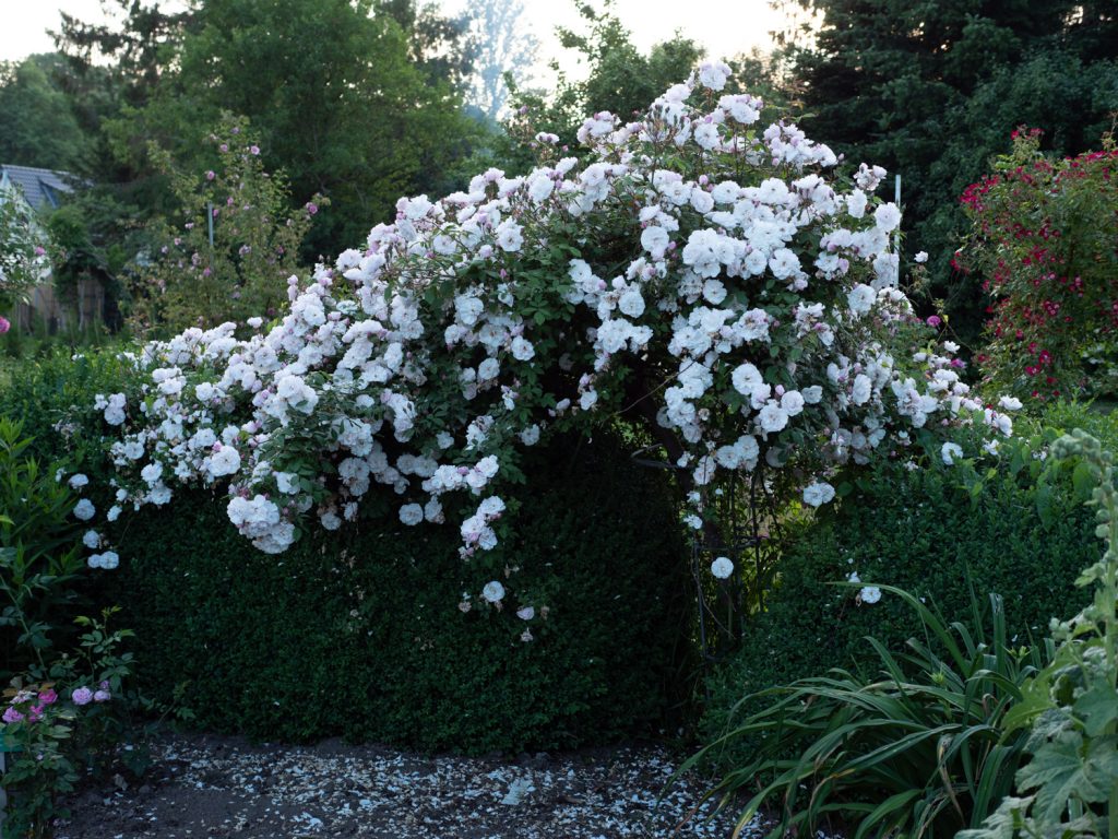 Venusta Pendula - Historische Rosen Schütt