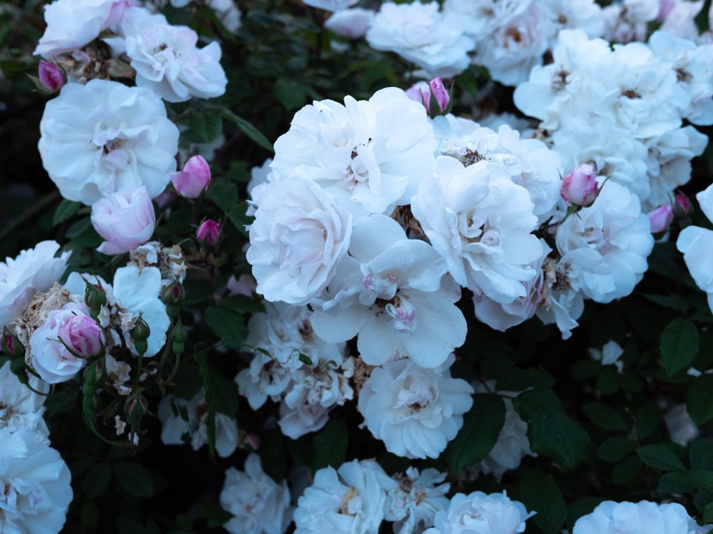 Venusta Pendula - Historische Rosen Schütt