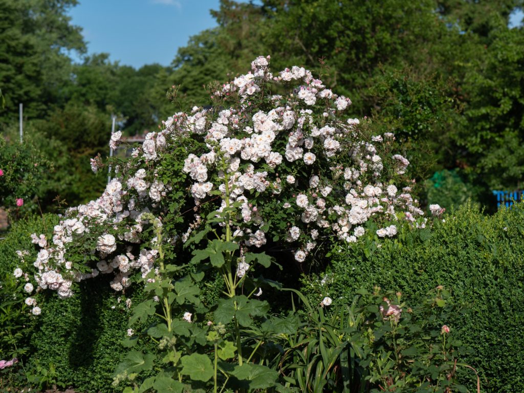 Venusta Pendula - Historische Rosen Schütt