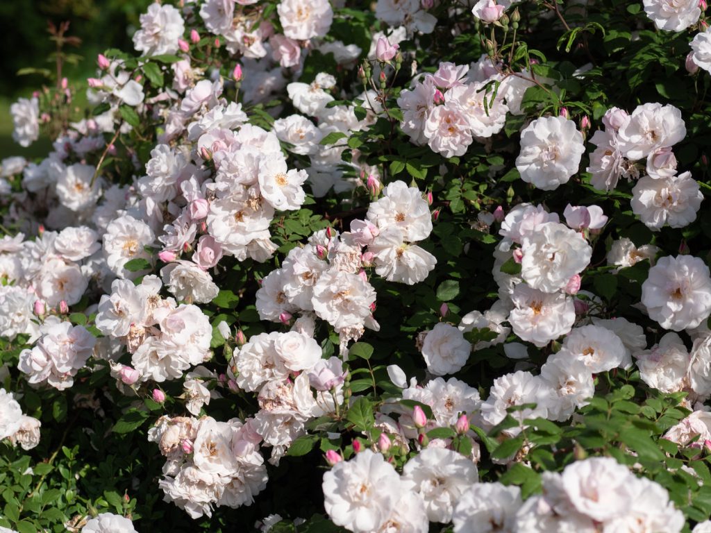 Venusta Pendula - Historische Rosen Schütt